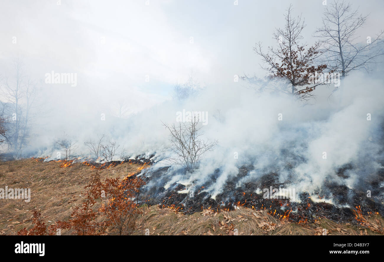Disaster in oak forest, fire in the woods Stock Photo - Alamy