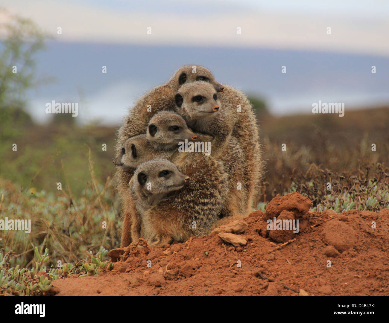 Please keep me warm! Stock Photo - Alamy