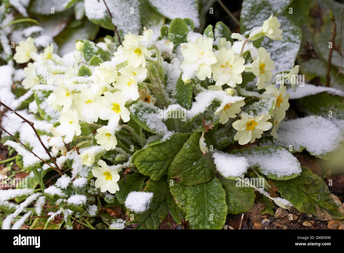 Primroses primula snow hi-res stock photography and images - Alamy