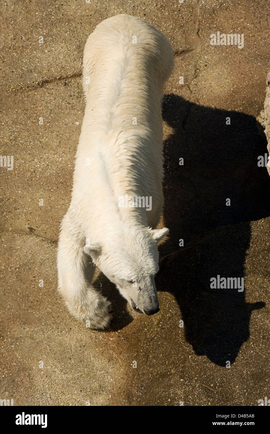 Polar bear from above, zoo Schönbrunn, Vienna, Austria Stock Photo - Alamy