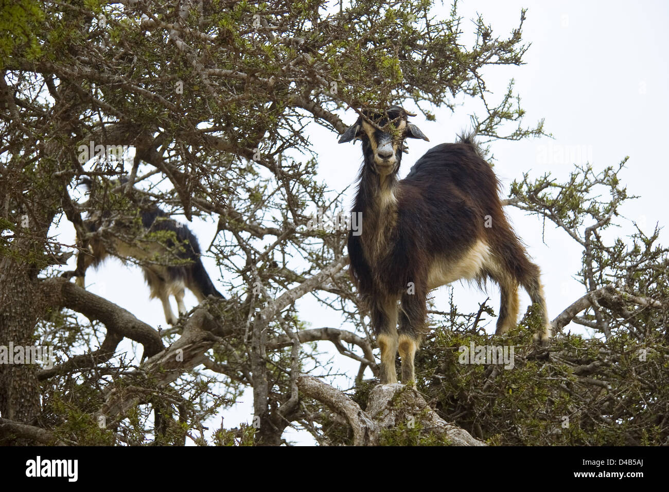 Heaven goat hi-res stock photography and images - Alamy