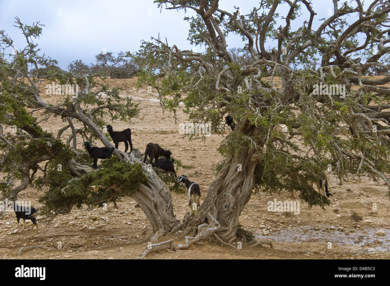 Heaven goat hi-res stock photography and images - Alamy