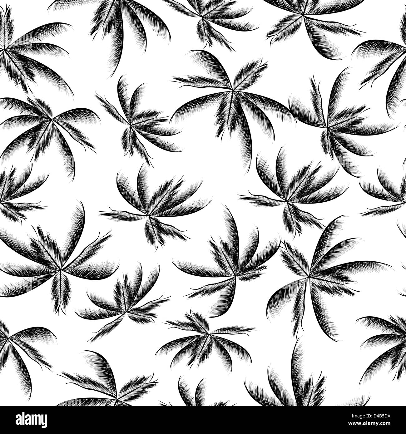View palm tree trees Black and White Stock Photos & Images - Alamy