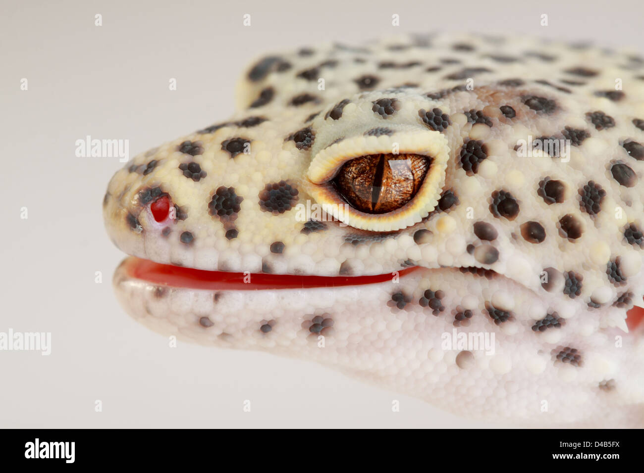 a beautiful portrait of a leopard gecko with a fantastic eyes Stock ...