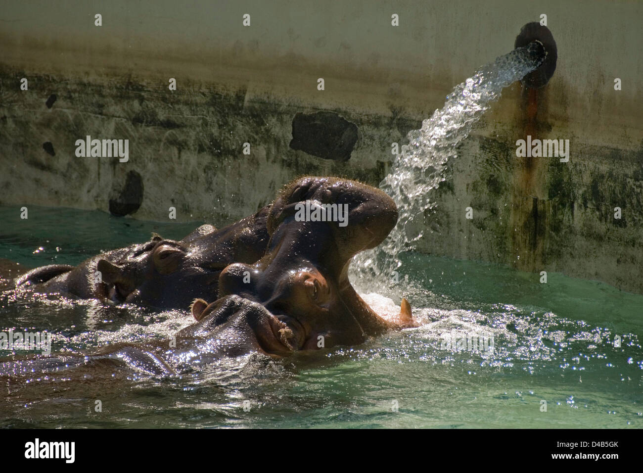 Two hippos drinking water, zoo Schönbrunn, Austria Stock Photo - Alamy