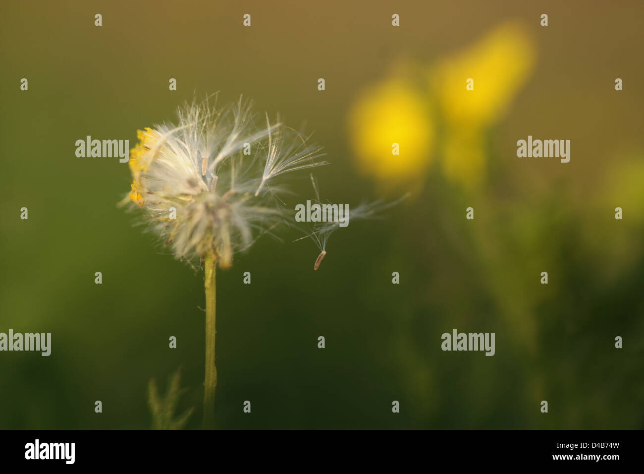 Dandelion seed germination hi-res stock photography and images - Alamy