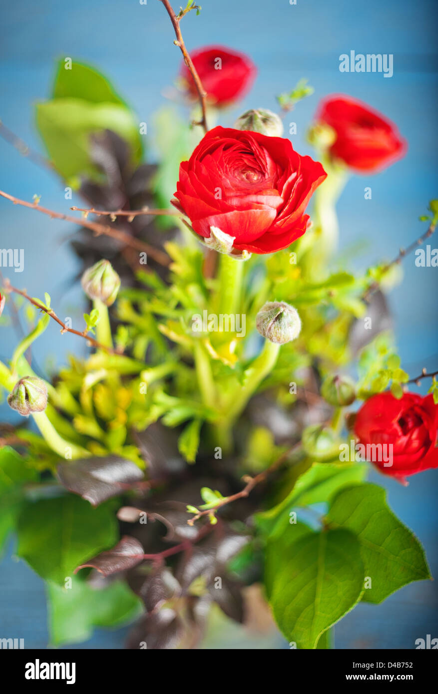 Bouquet of red ranunculus on a blue wooden background Stock Photo - Alamy