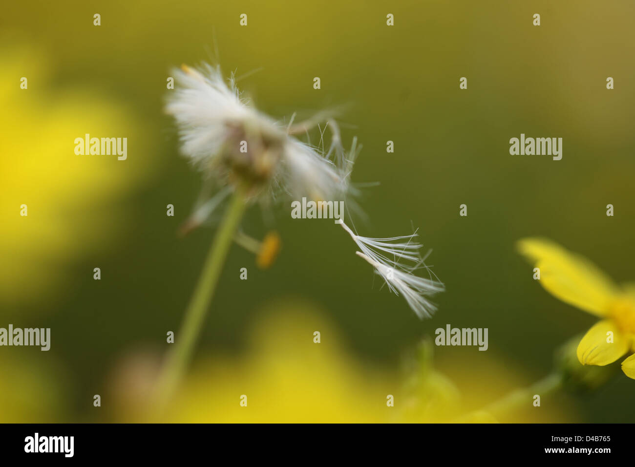 Dandelion seed germination hi-res stock photography and images - Alamy