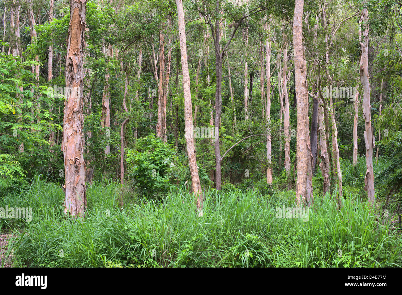 Paperbark trees, North Queensland Australia Stock Photo - Alamy