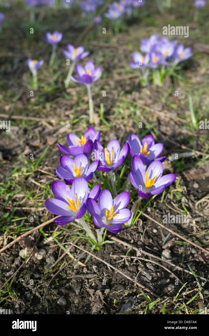 blooming crocuses on a meadow in spring Stock Photo - Alamy