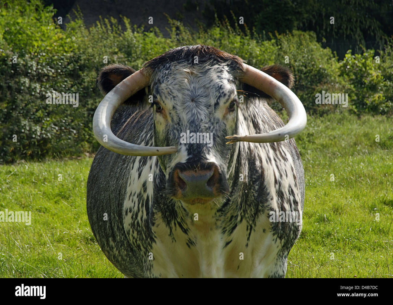 English Longhorn Cattle Uk High Resolution Stock Photography and Images ...