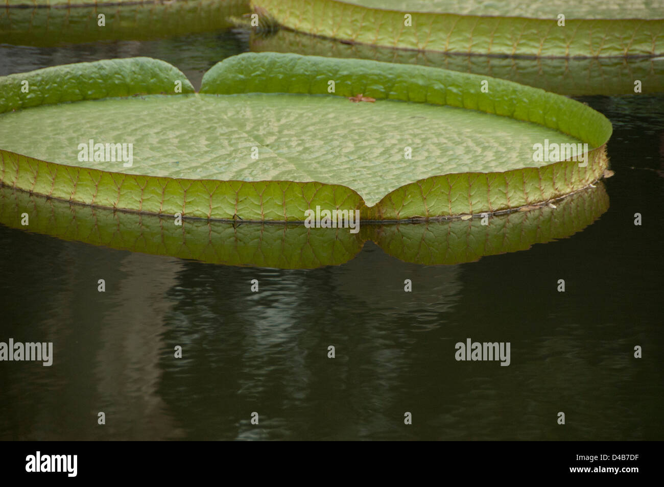 Nenuphar hi-res stock photography and images - Alamy