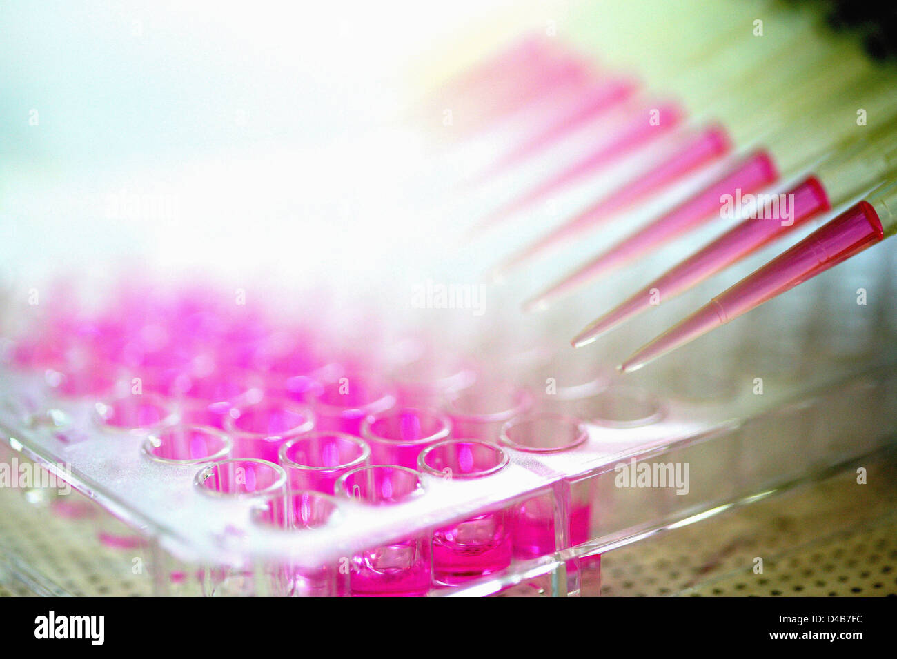 Pipetting pink liquid into vial in rack Stock Photo - Alamy