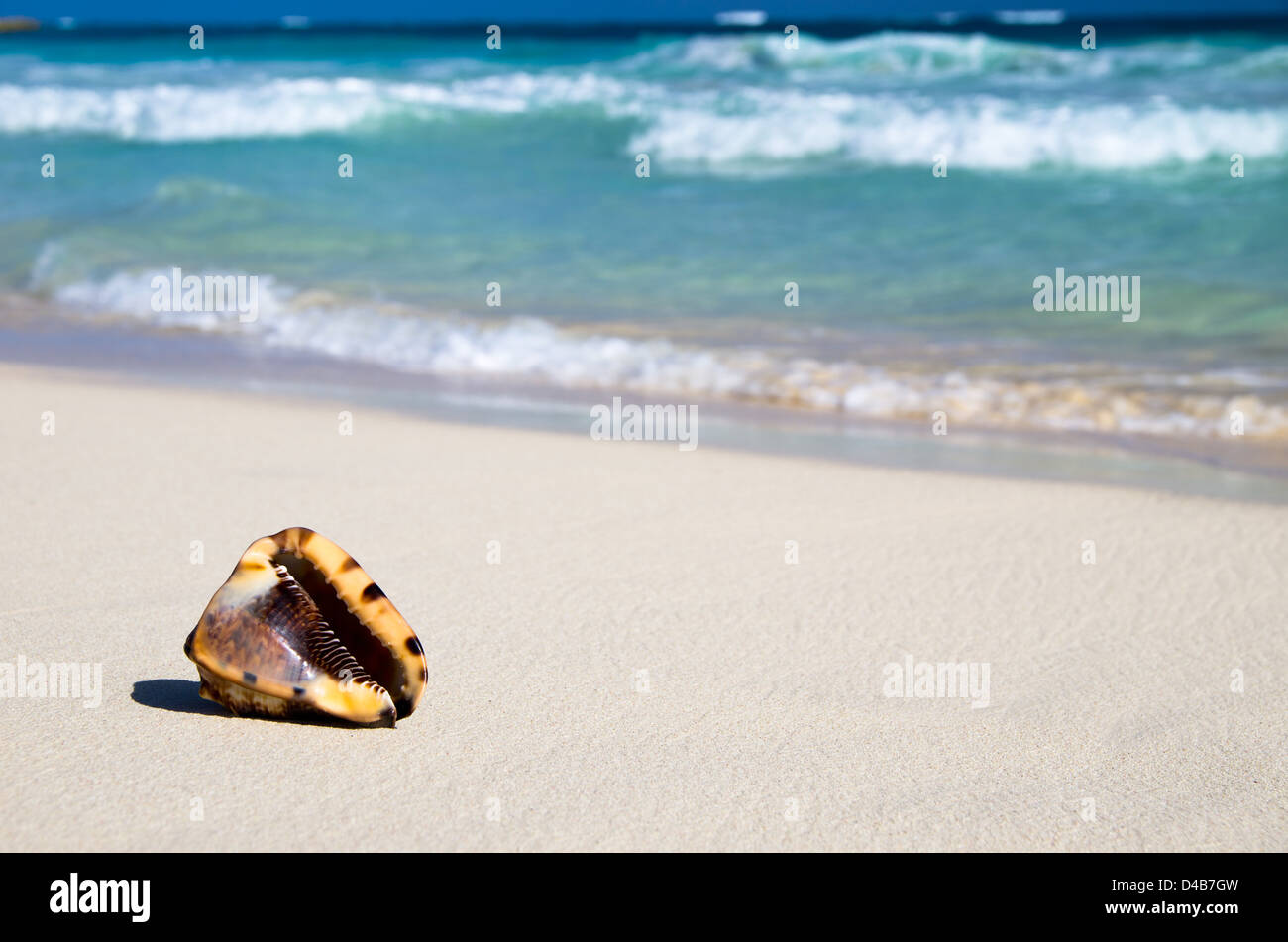 Seashell on beach caribbean sea hi-res stock photography and images - Alamy