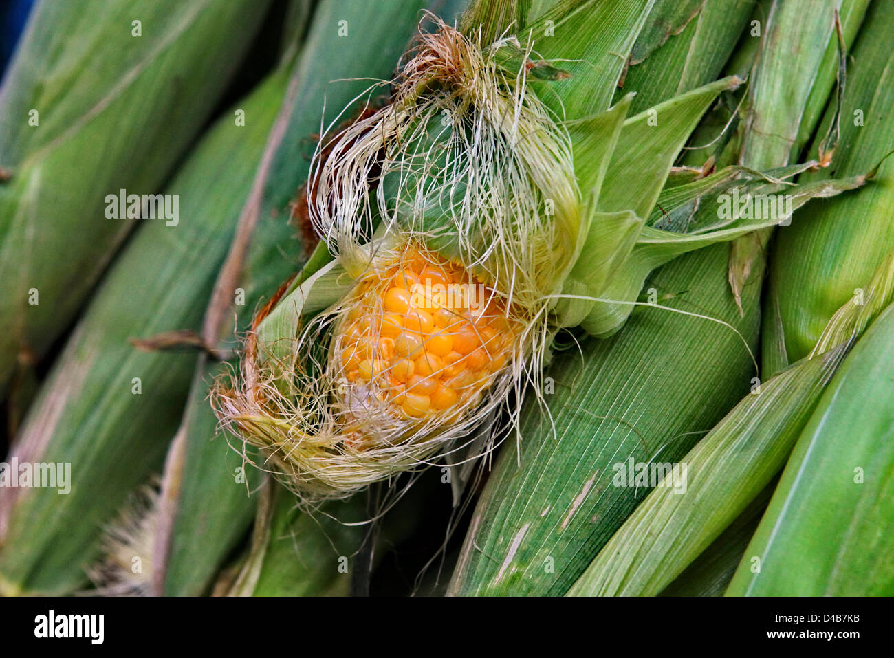 Stall selling fresh corn on the cob Photographed at the Carmel Market ...
