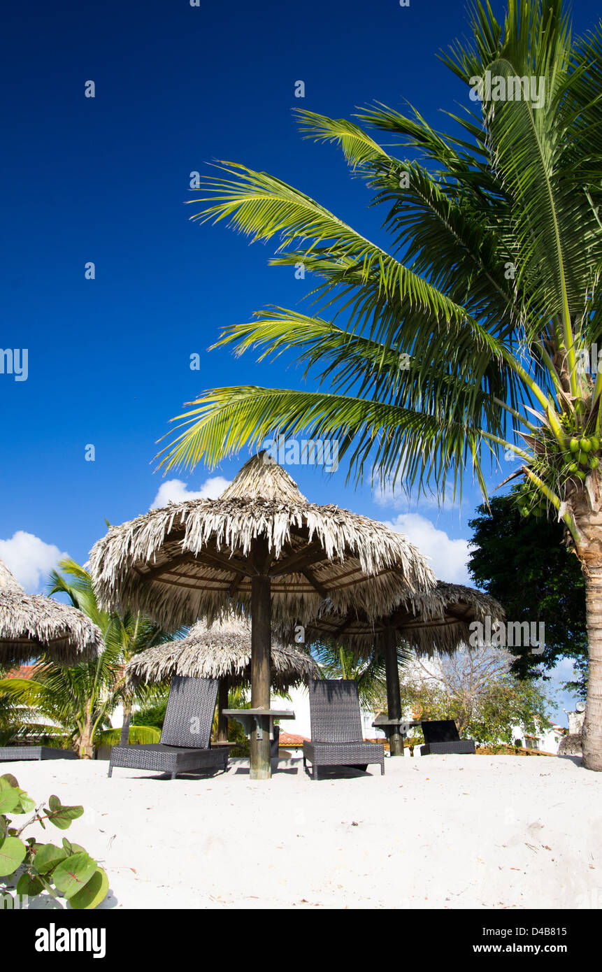 Beach chairs under a palm tree Stock Photo - Alamy
