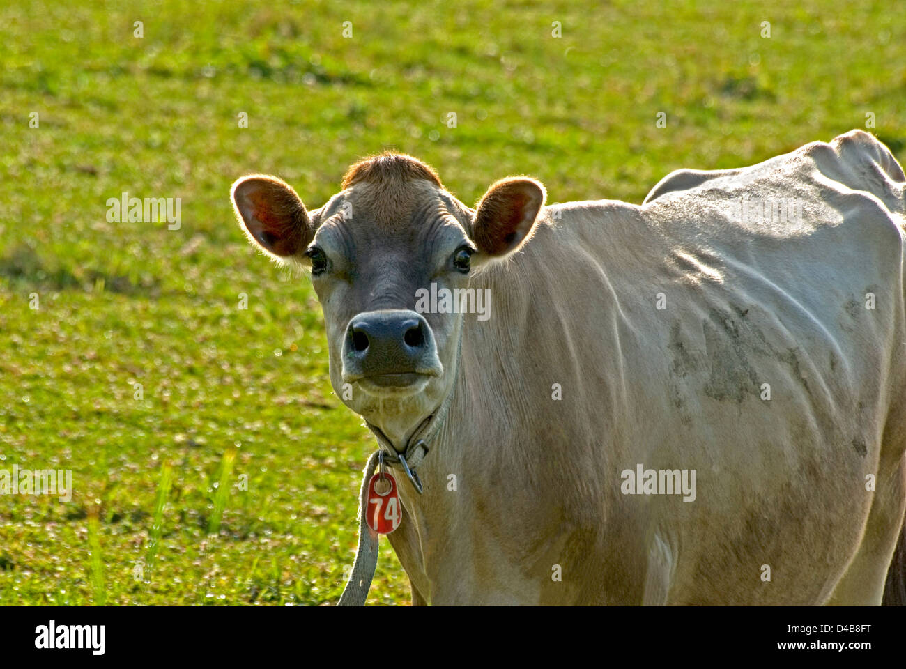 Brindle gray cow Stock Photo - Alamy