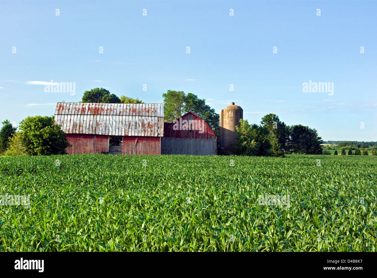 Old red barn and corn field Stock Photo - Alamy