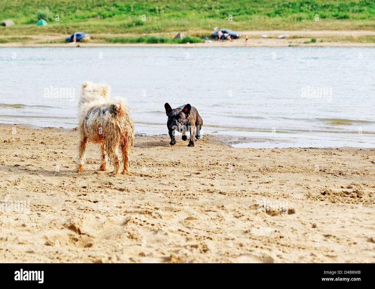 Bulldog playing at the beach hi-res stock photography and images - Alamy