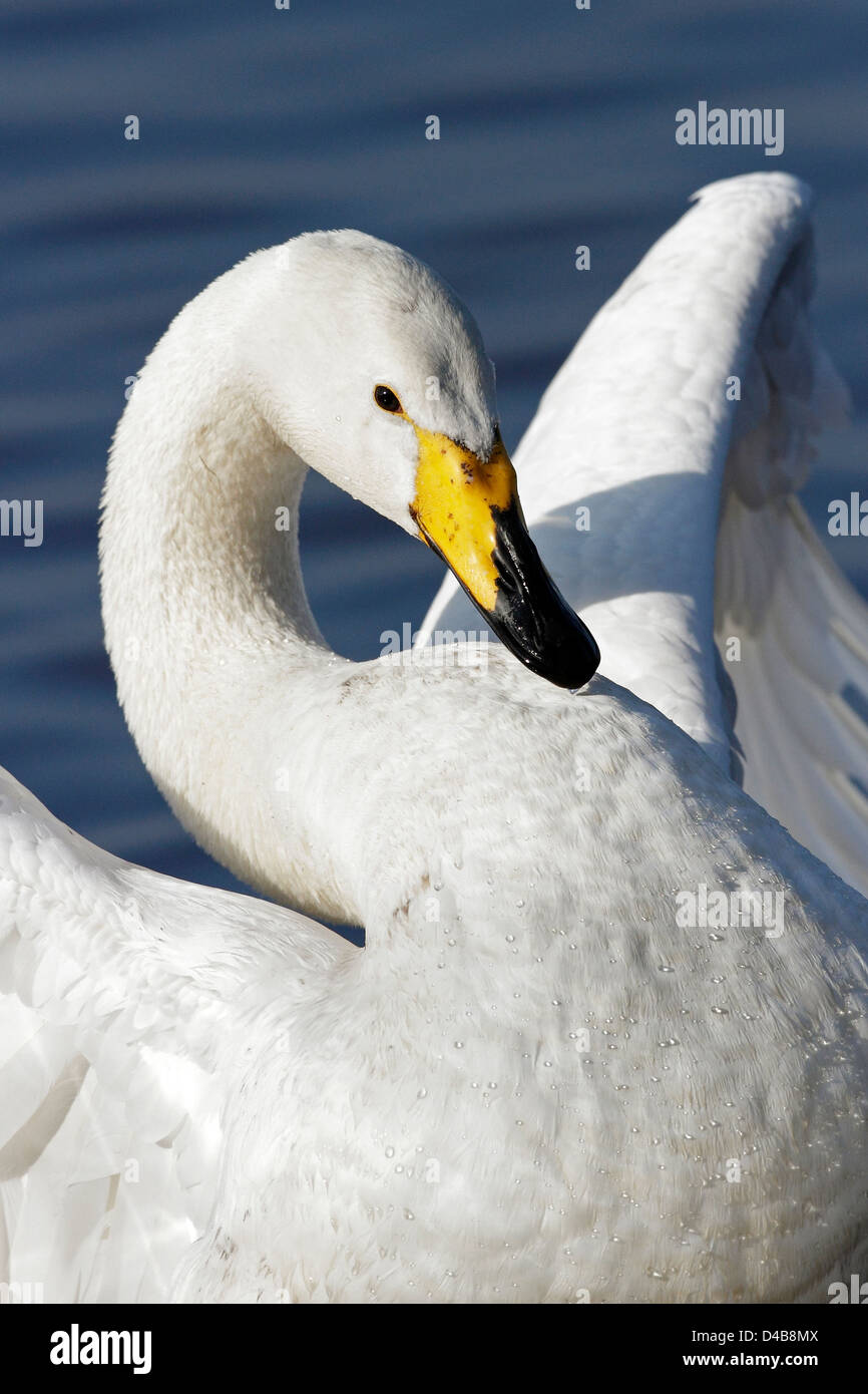 A Whooper Swan (Cygnus cygnus) stretching its wings Stock Photo - Alamy