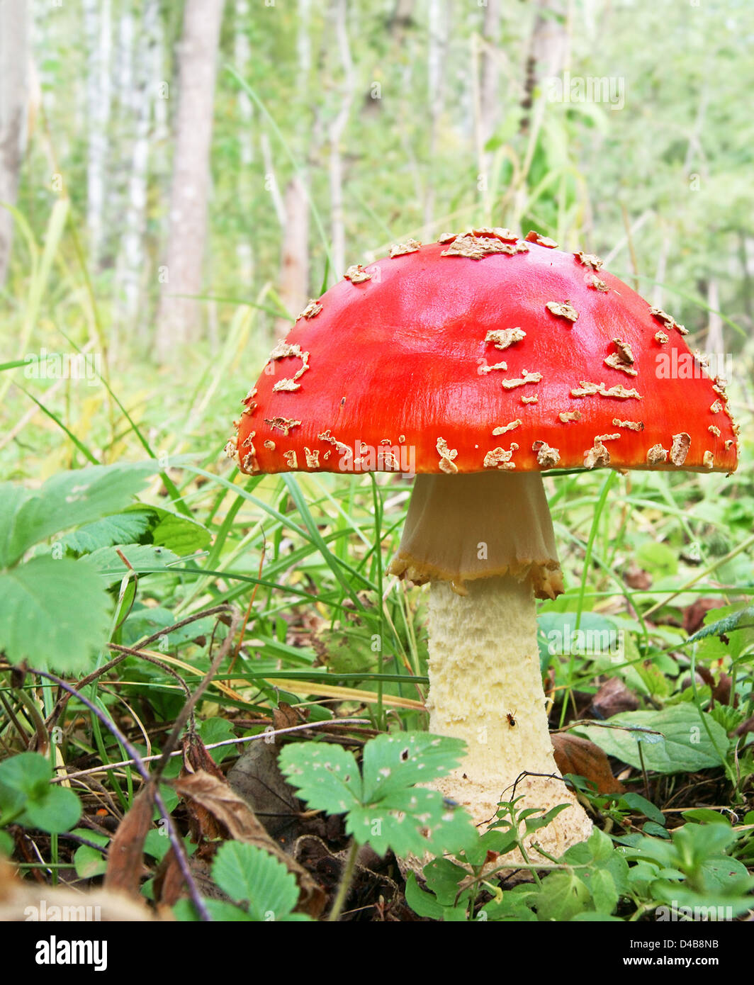 Red death cap hi-res stock photography and images - Alamy