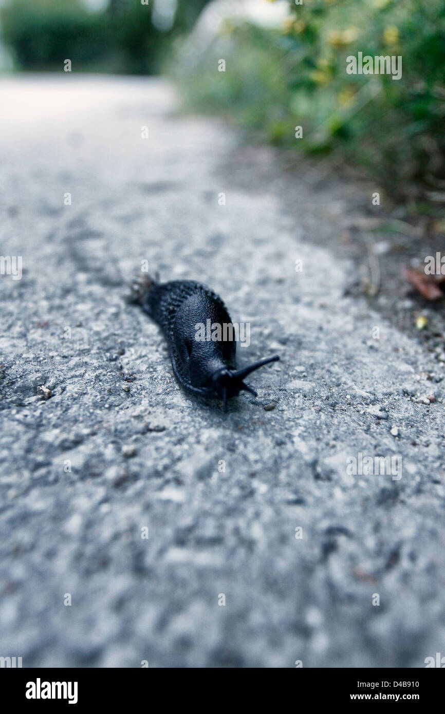 Travel images Gotland and Faro Islands, Sweden. A slug walking through ...
