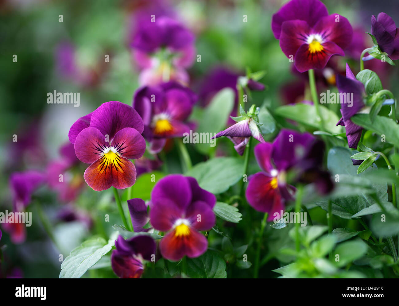 Viola cornuta hi-res stock photography and images - Alamy
