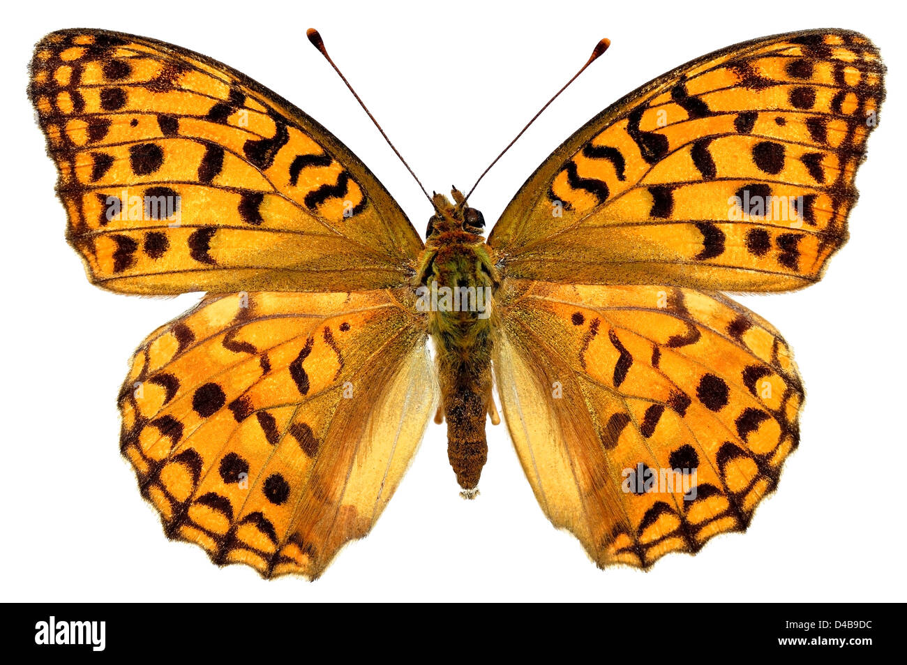 High Brown Fritillary butterfly (Fabriciana adippe) isolated on white ...