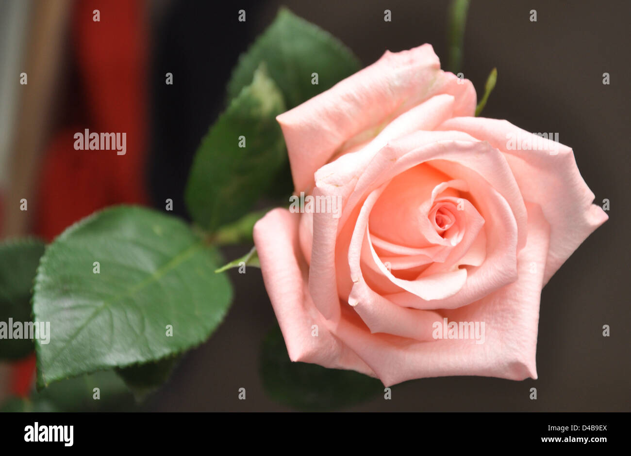 Rose in stalk Stock Photo - Alamy