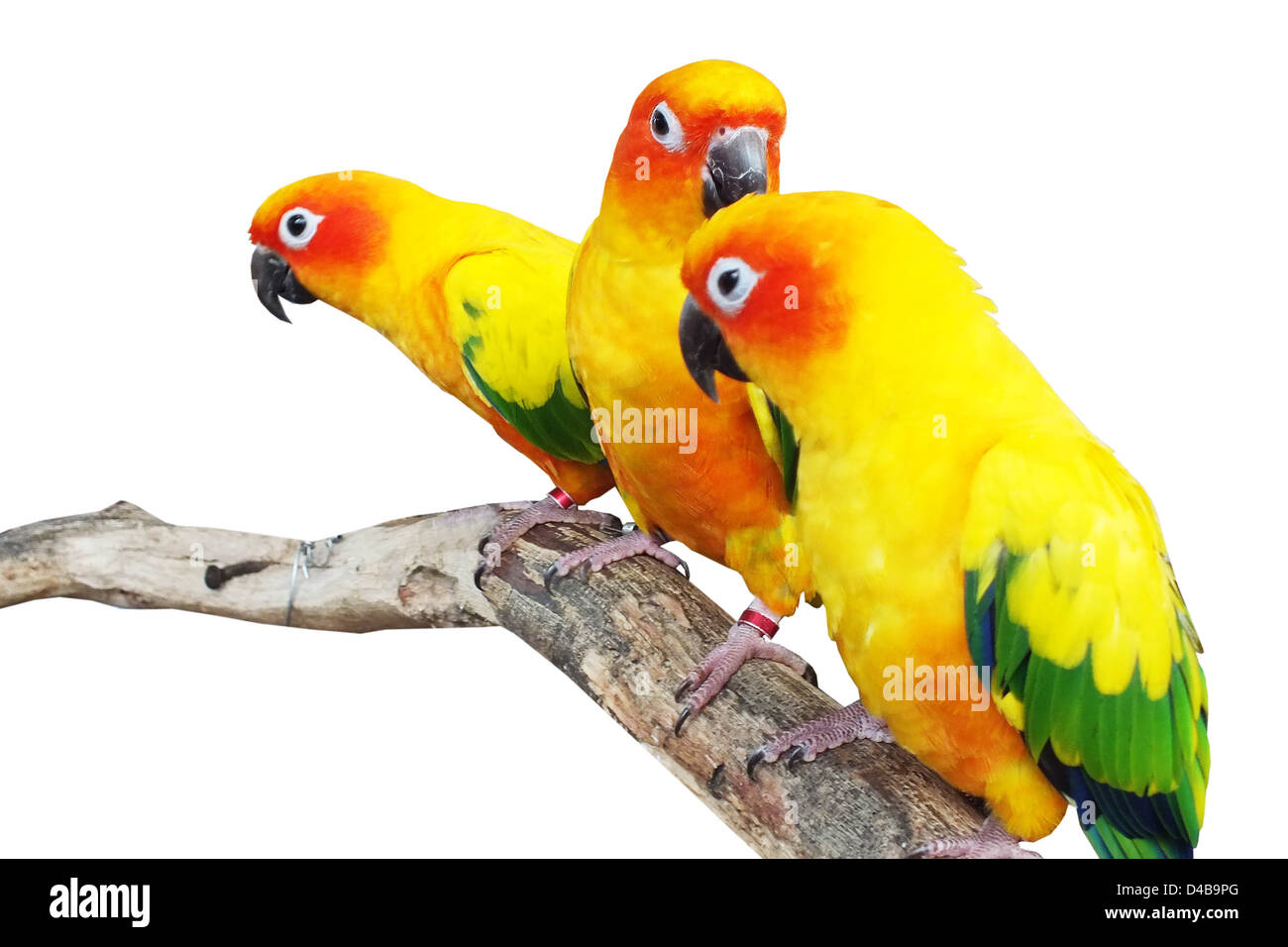 Three parrot are standing on branch Stock Photo - Alamy