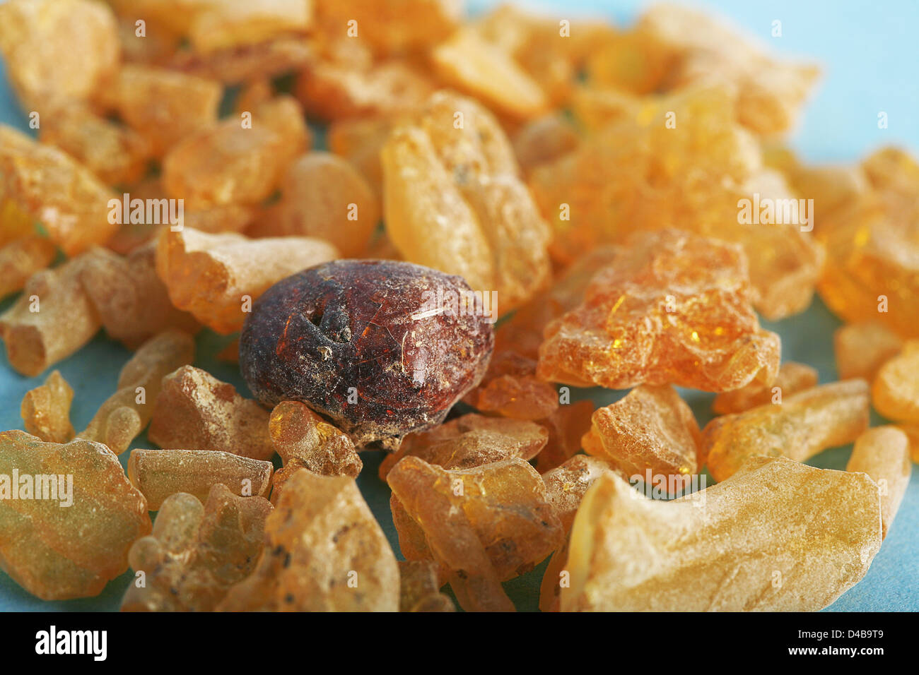 Studio shot sandarac gum tetraclinis articulata hi-res stock ...