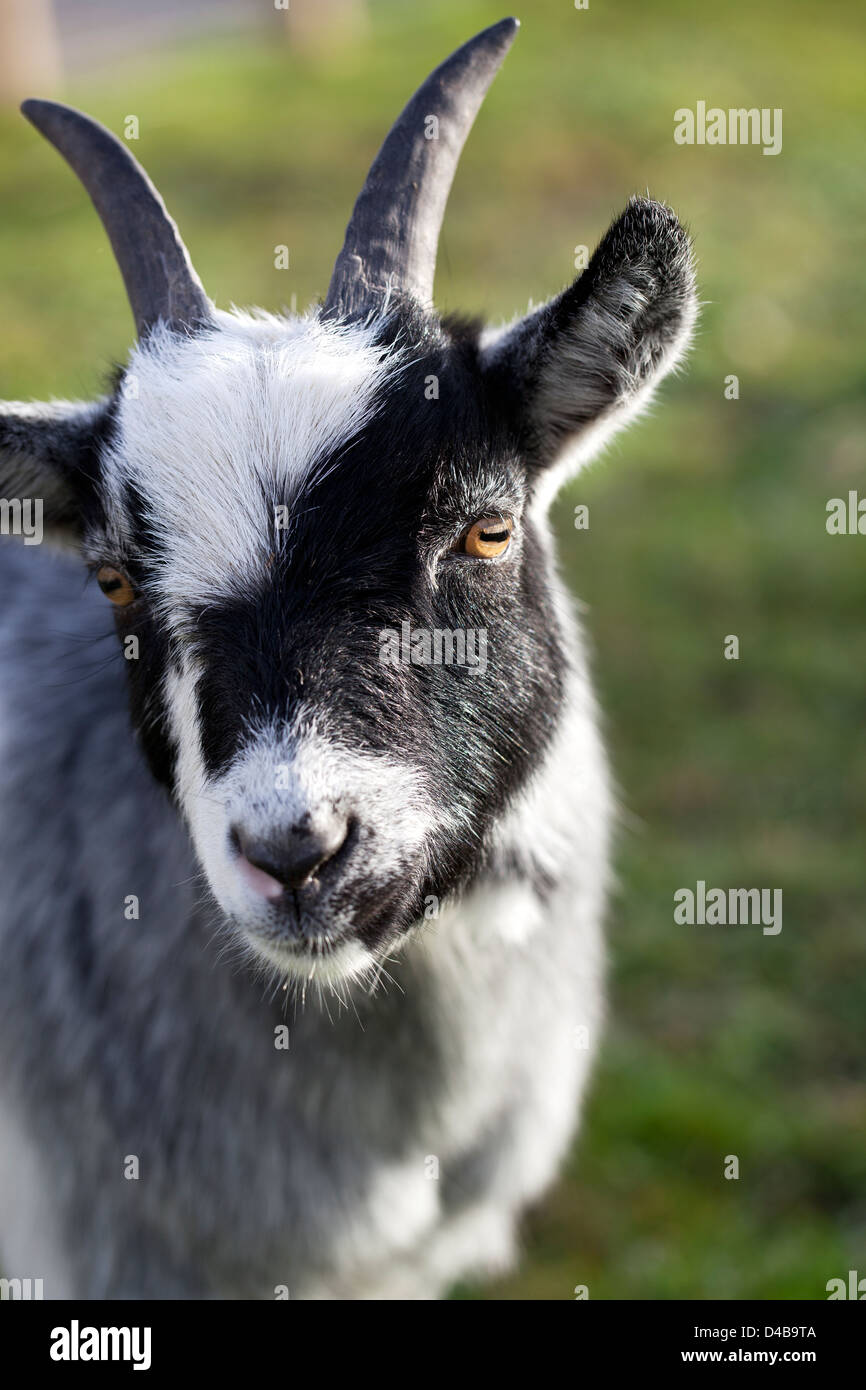 Close up billy goat horns hi-res stock photography and images - Alamy