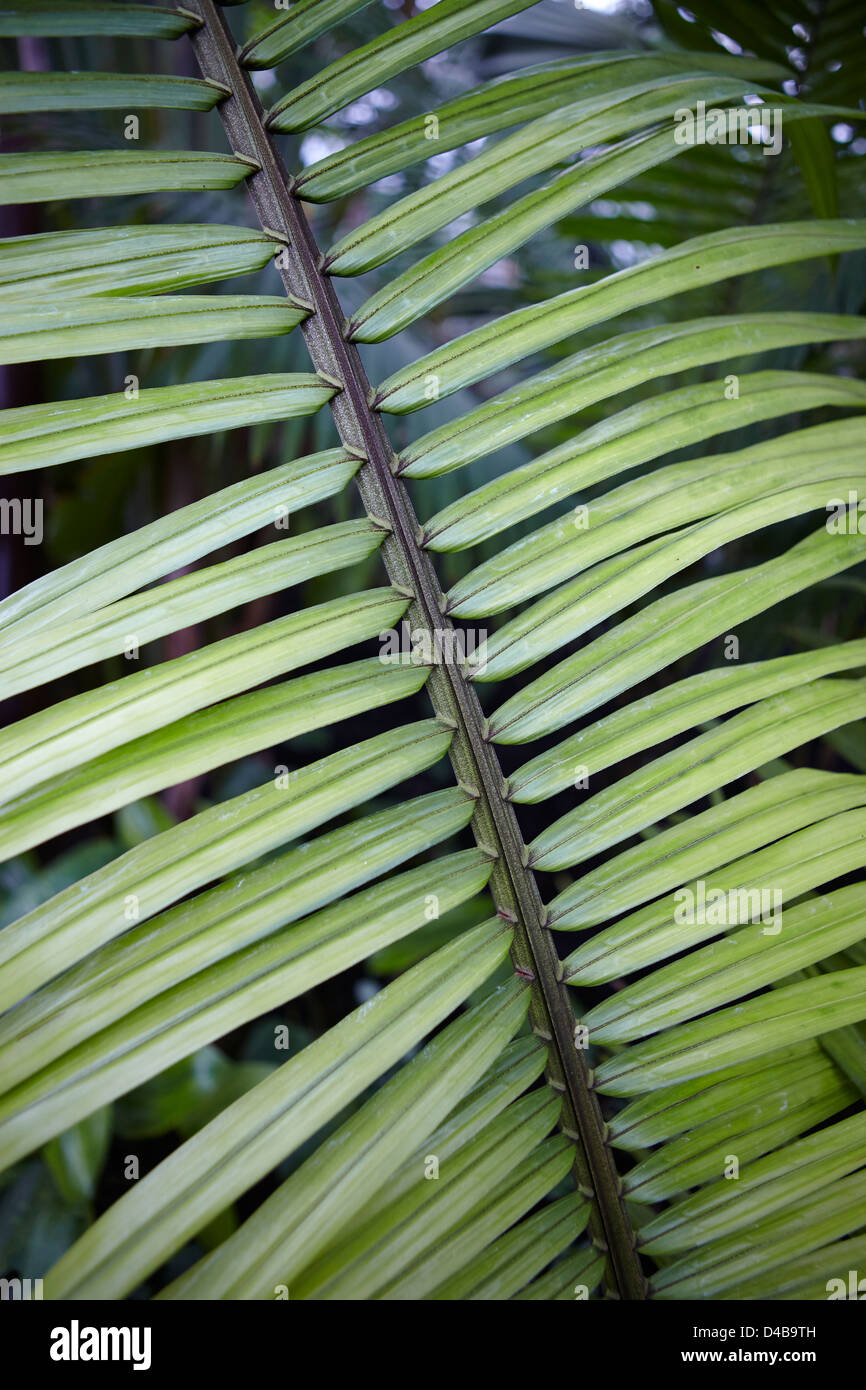 Palm tree arecaceae hi-res stock photography and images - Alamy