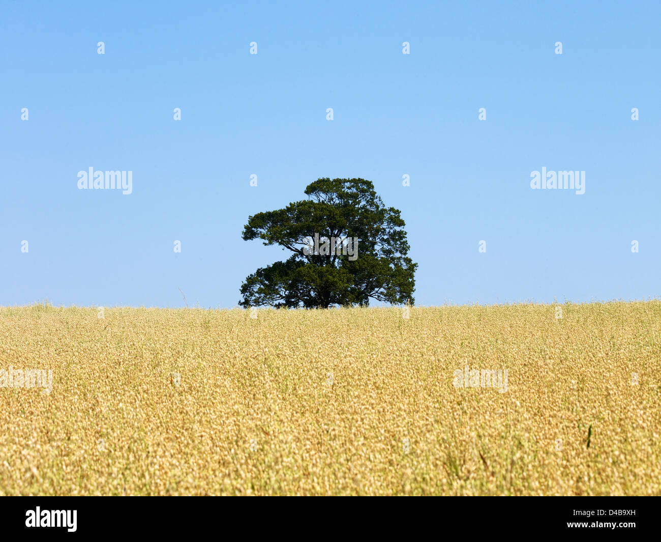 Crop field and tree Stock Photo - Alamy
