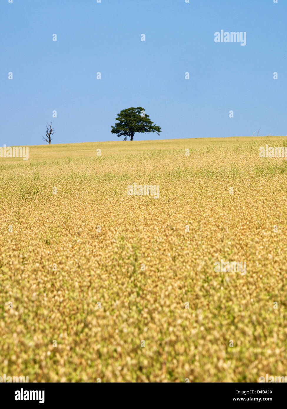 Crop field and tree Stock Photo - Alamy