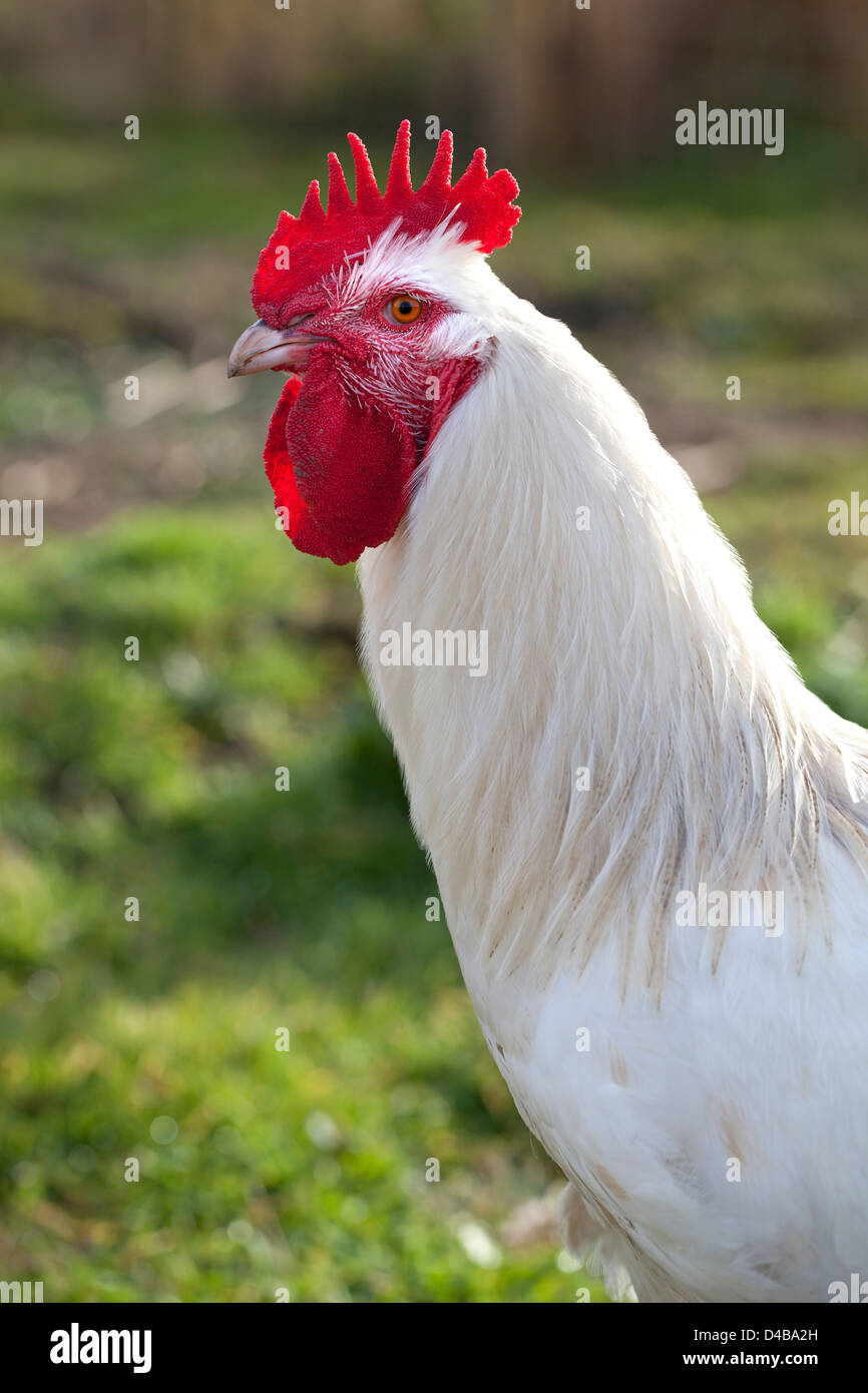 Rooster with Red Coxcomb Stock Photo - Alamy