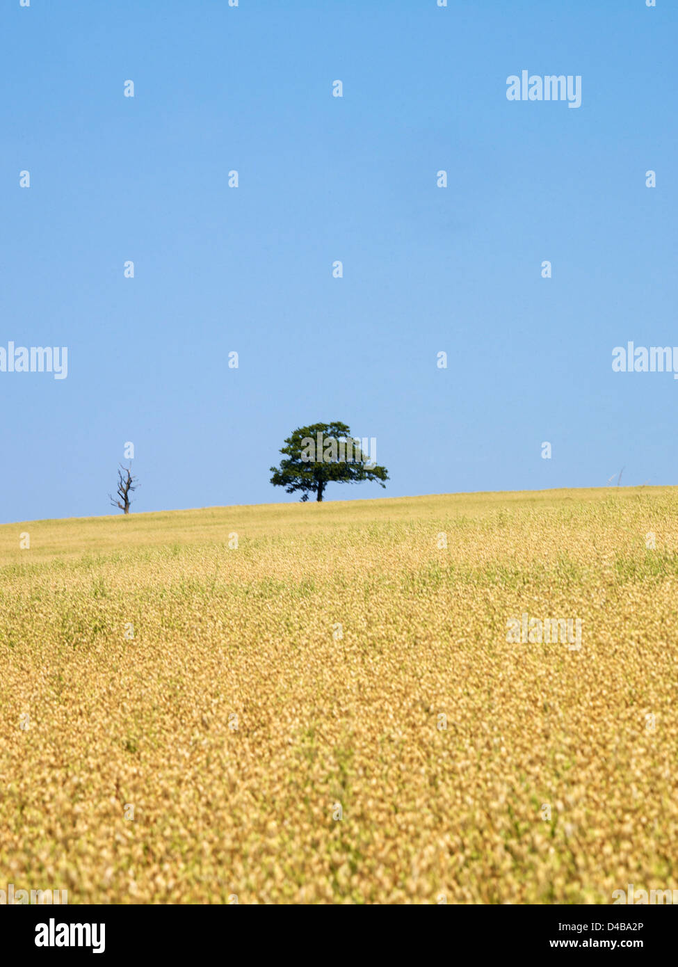 Crop field and tree Stock Photo - Alamy