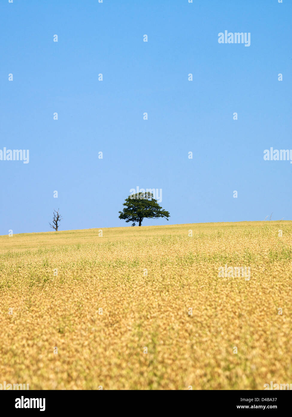Crop field and tree Stock Photo - Alamy