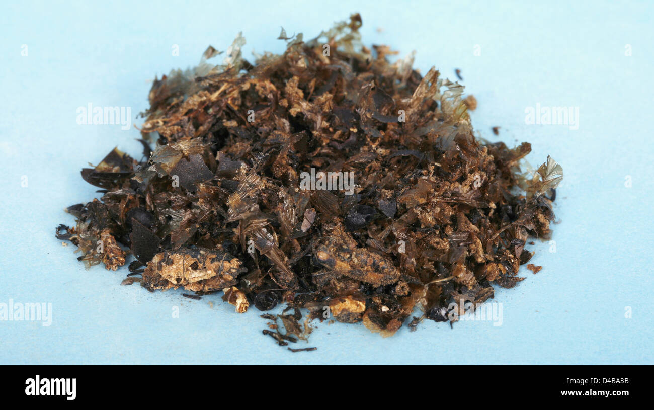 Cantharides or Spanish fly as it often called given farm animals incite ...