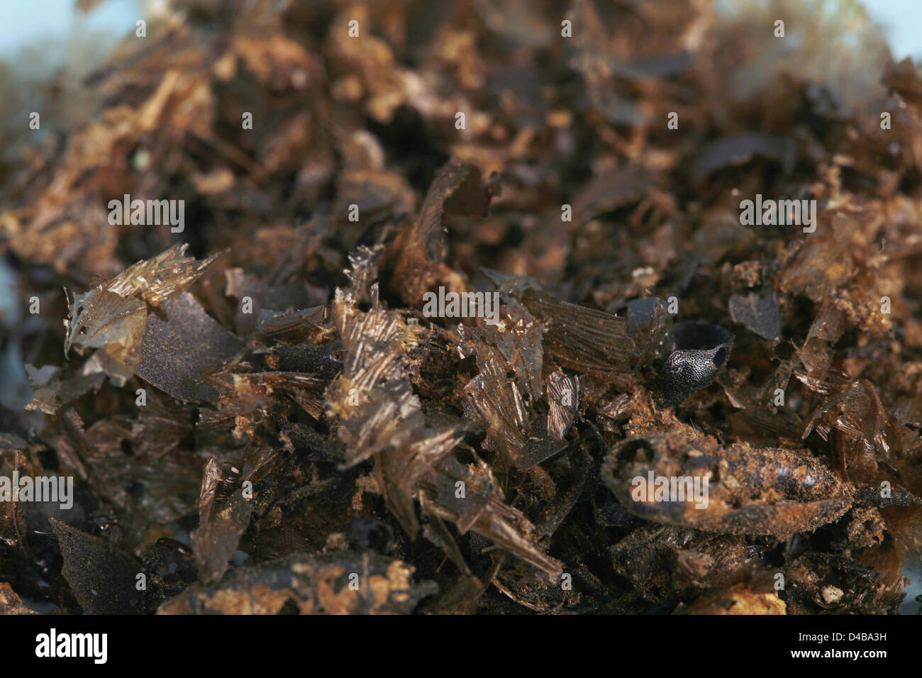Cantharides or Spanish fly as it often called given farm animals incite ...