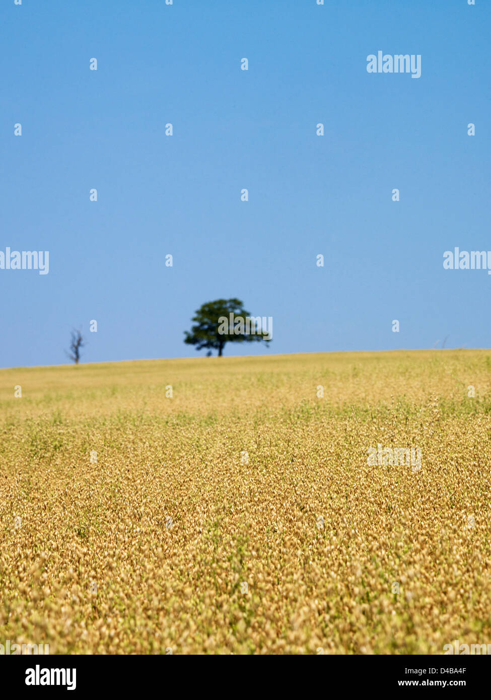 Crop field and tree Stock Photo - Alamy