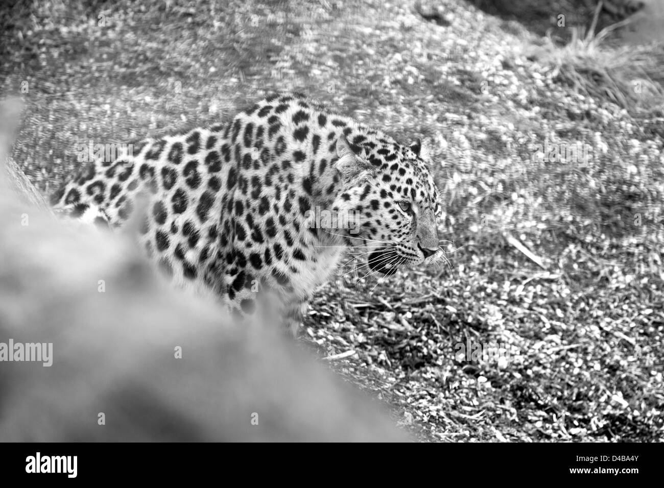 Amur leopard wildlife hi-res stock photography and images - Alamy