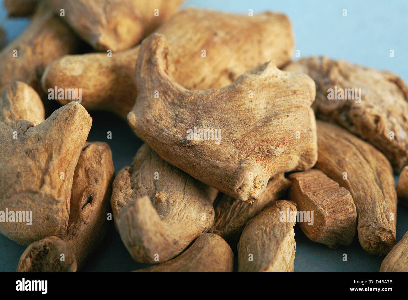 Ginger root stimulant carminative used frequently dyspepsia colic It ...