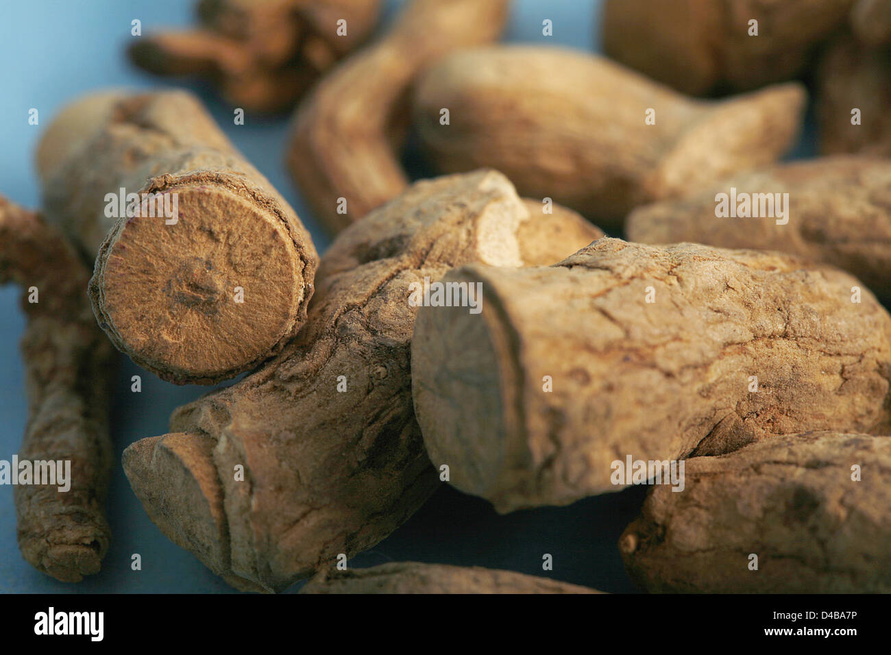 Rauwolfia serpentina hi-res stock photography and images - Alamy
