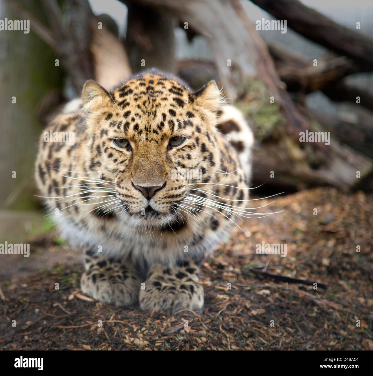 Amur leopard hi-res stock photography and images - Alamy