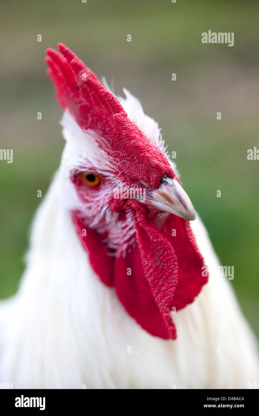 Rooster with Red Coxcomb Stock Photo - Alamy