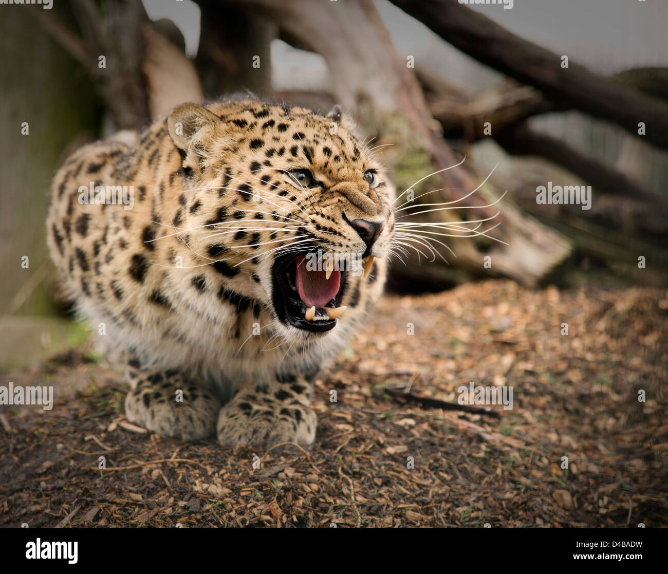 Amur leopard on its haunches and growling Stock Photo - Alamy