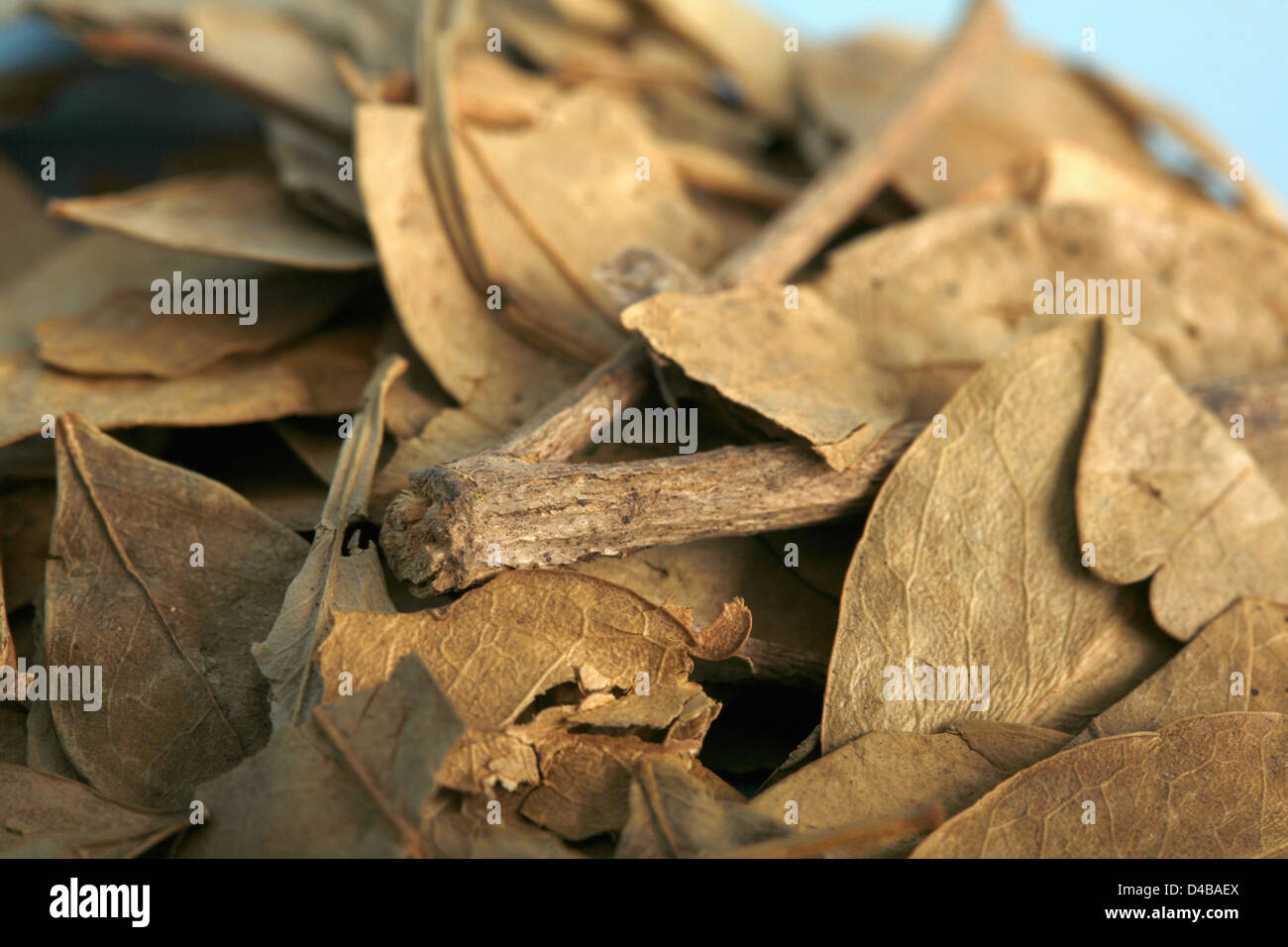 Jaborandi leaves yield drug pilocarpus contains alkaloid pilocarpine ...