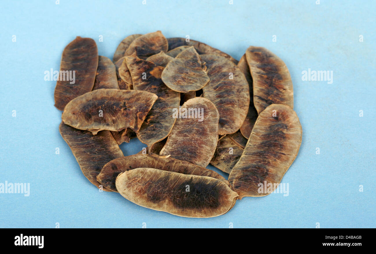 Senna pods are most often prepared as an infusion as a laxative and in ...