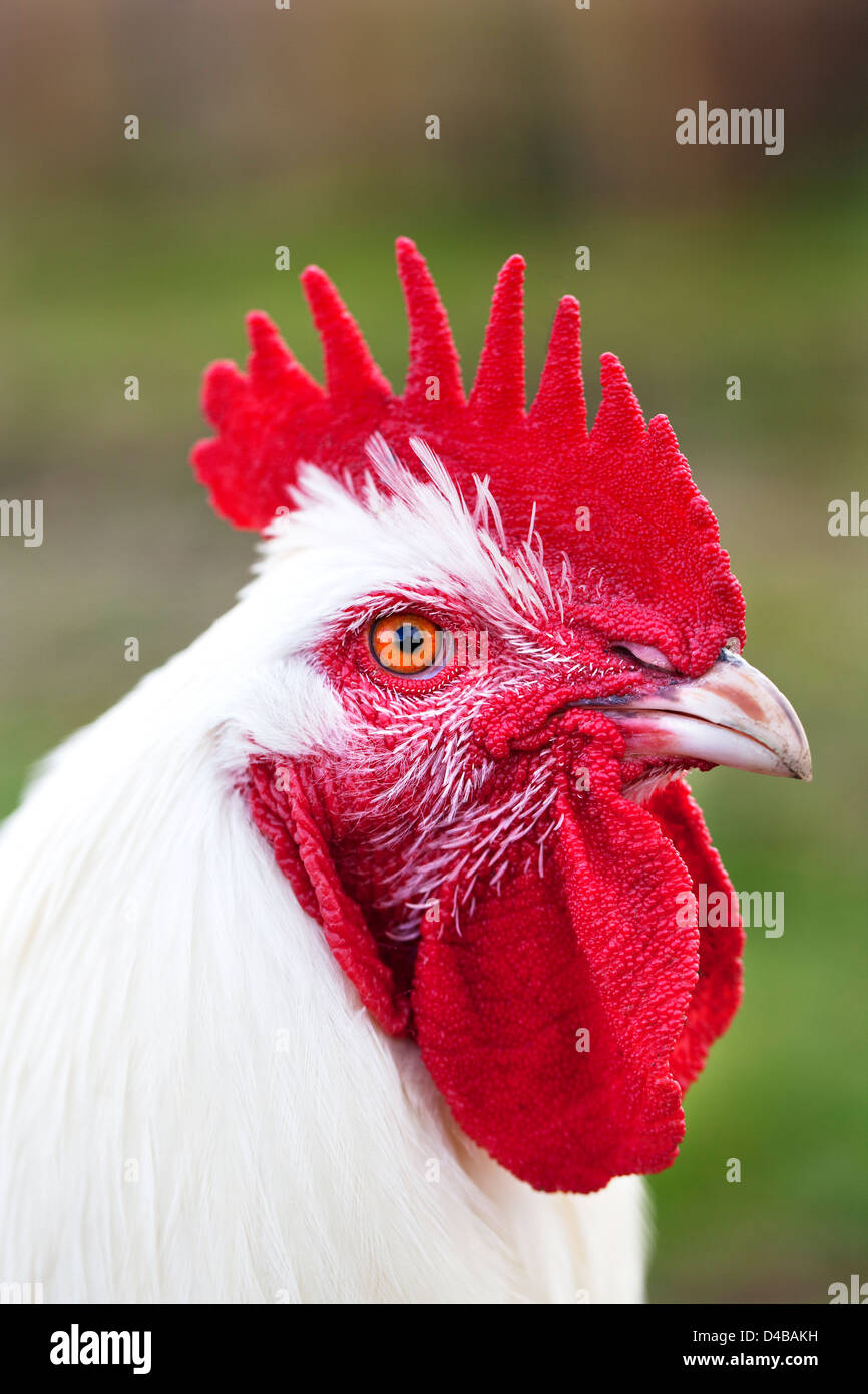 Rooster with Red Coxcomb Stock Photo - Alamy